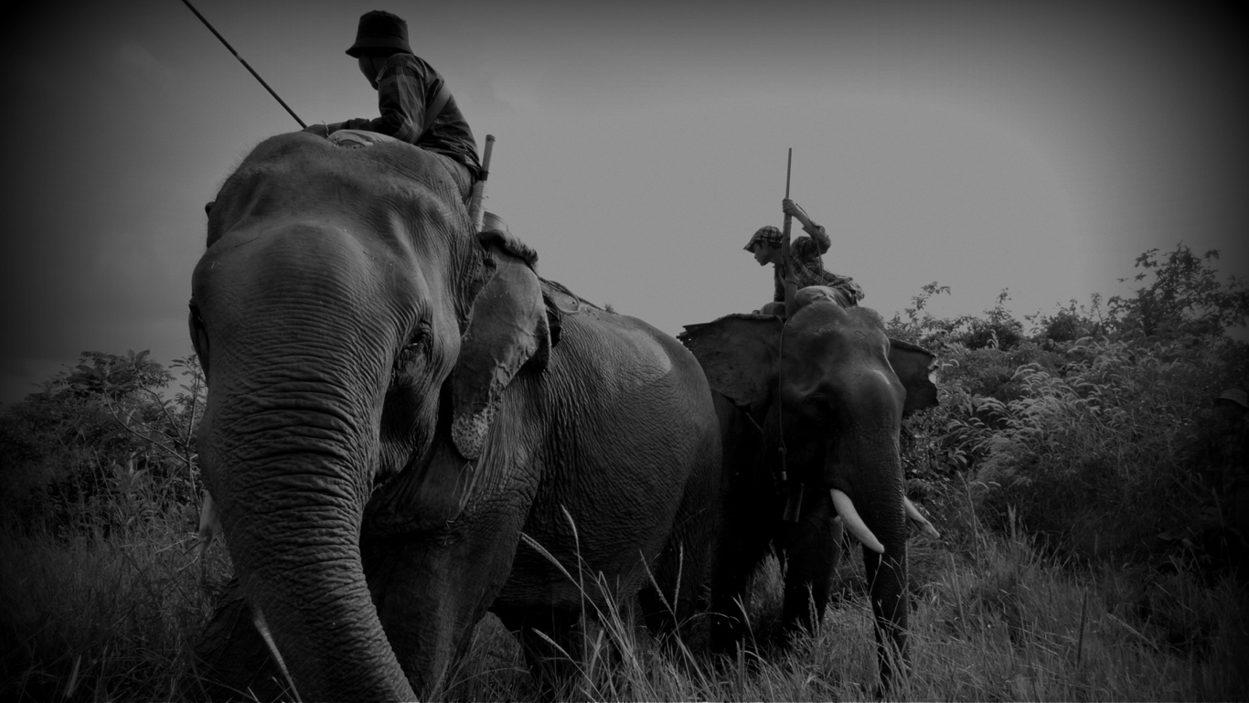 Using Satellite Technology to Track and Conserve Asian Elephants in ...